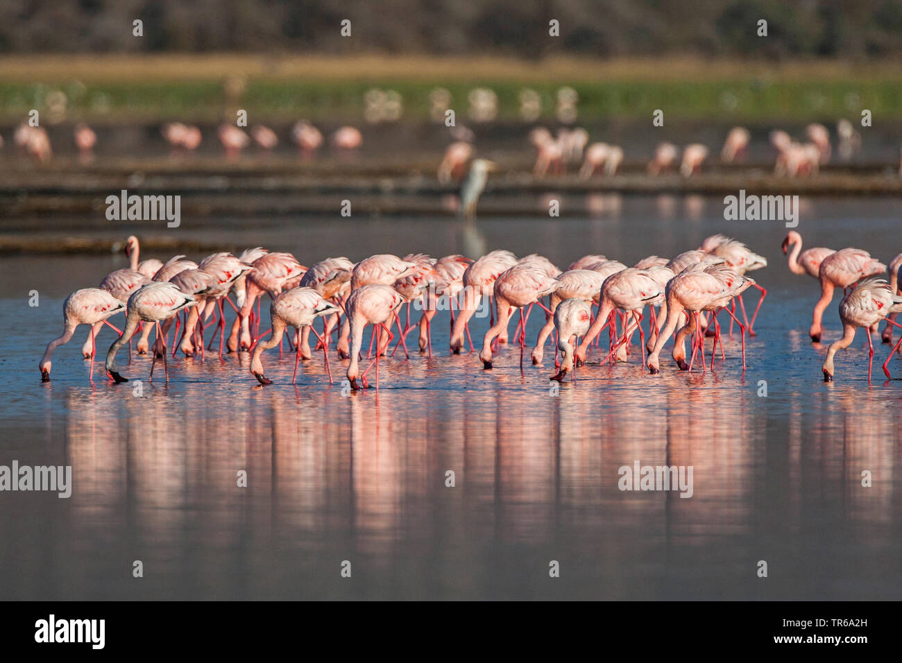 Flamingo colonies hi-res stock photography and images - Alamy