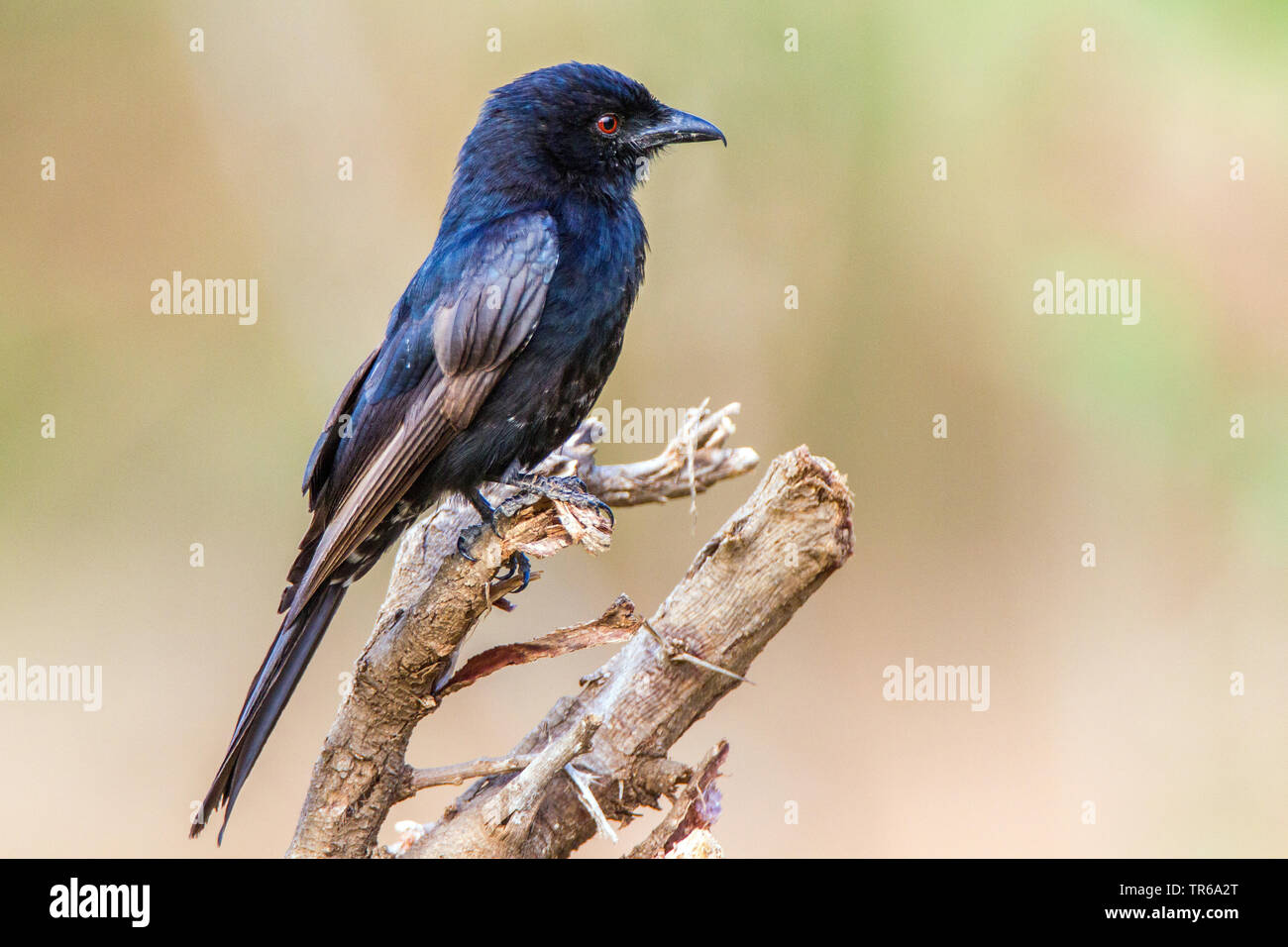 Fork-tailed Drongo, Common Drongo (Dicrurus adsimilis), sitting on a ...