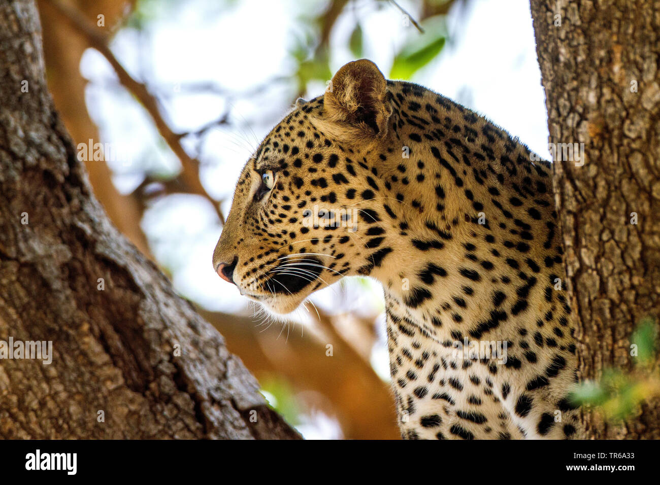 leopard (Panthera pardus), portrait in a fork branch, side view, Kenya ...