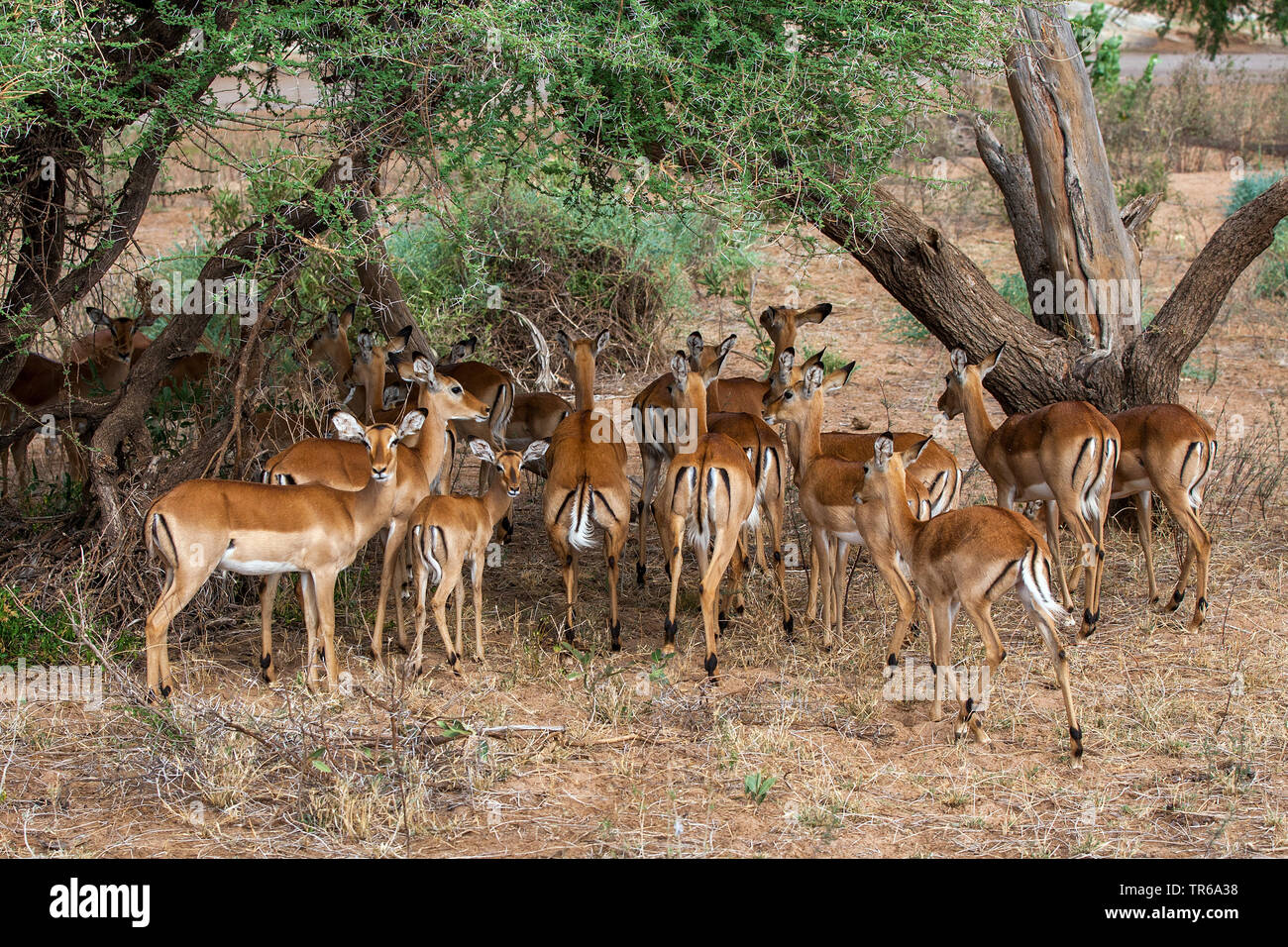 Impala eating tree hi-res stock photography and images - Alamy