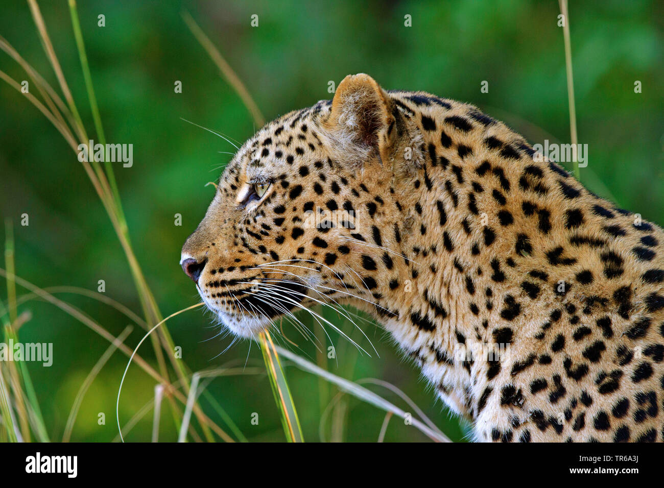 leopard (Panthera pardus), portrait, side view, Zambia, South Luangwa ...