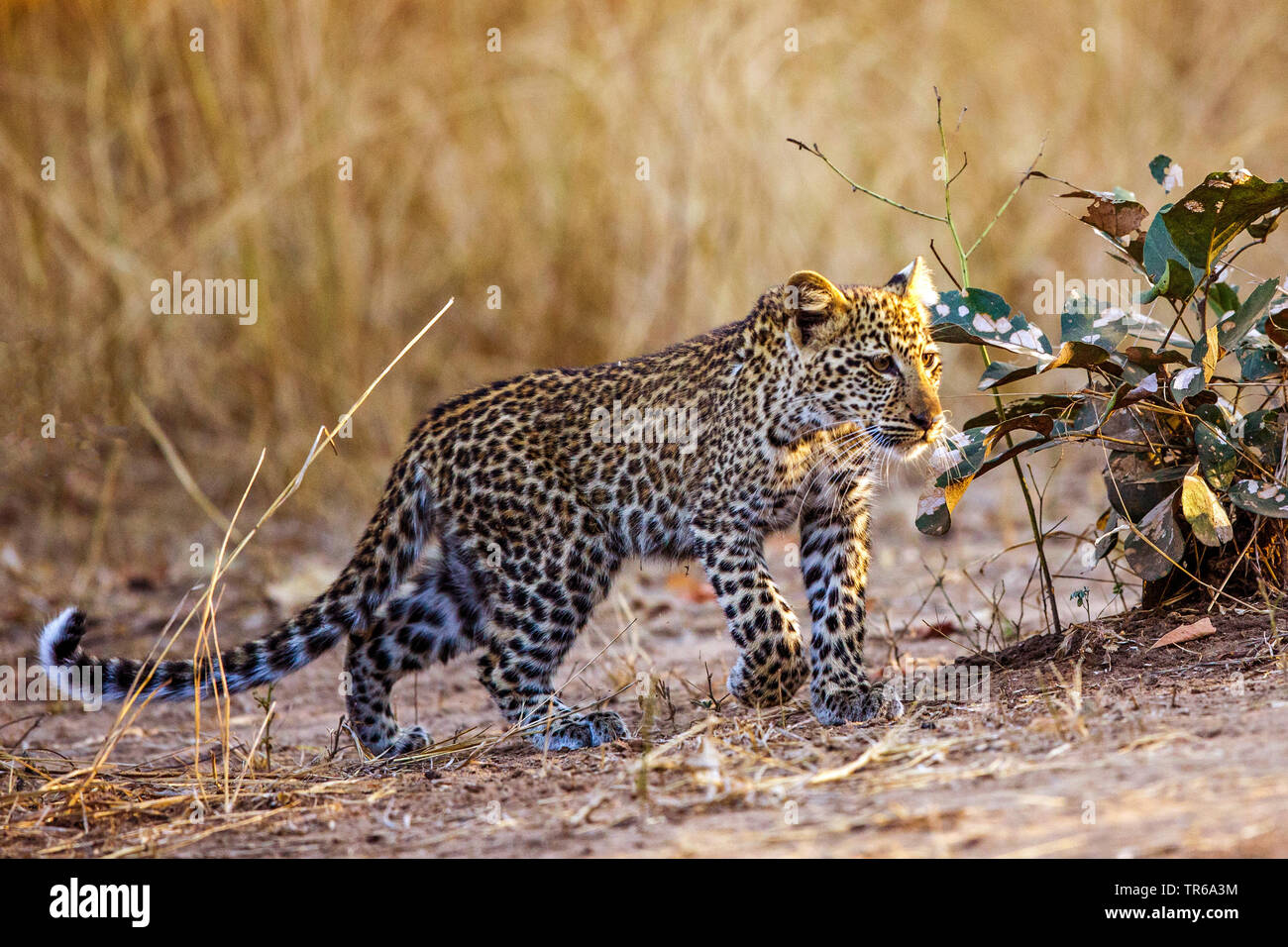 leopard (Panthera pardus), walking leopard cub, side view, Zambia ...