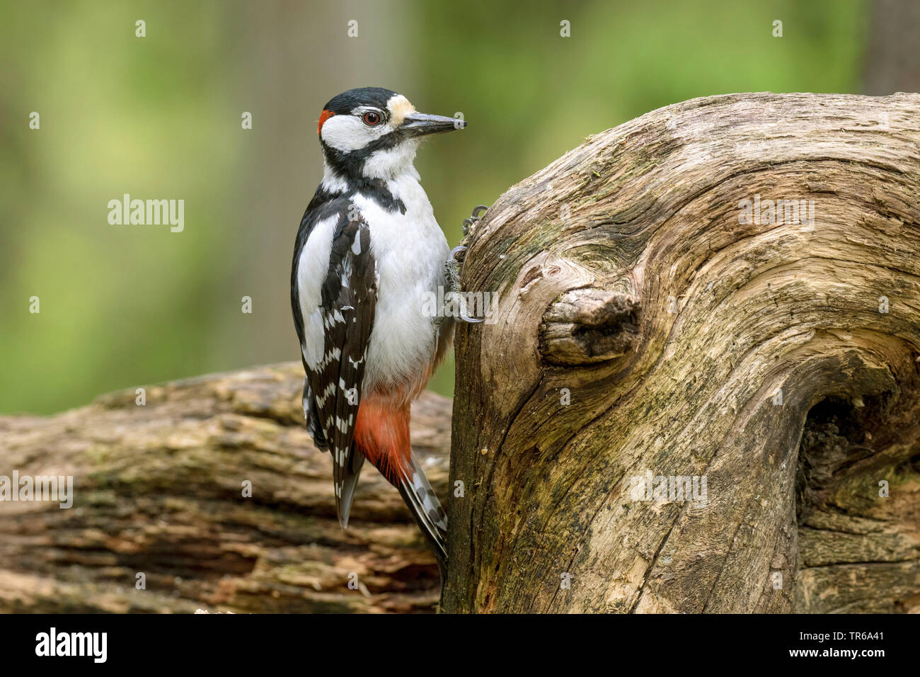Great spotted woodpecker (Picoides major, Dendrocopos major), sitting ...