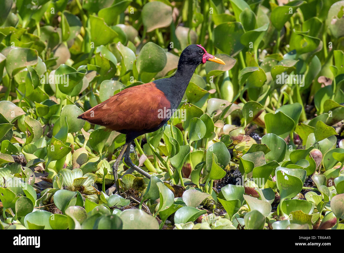 wattled jacana (Jacana jacana), sitting on Eichhornia, Brazil, Pantanal ...