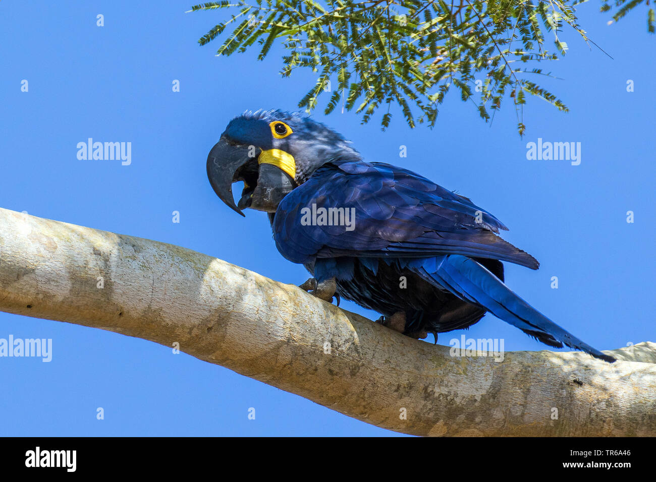 Hyazinthara Stock Photos & Hyazinthara Stock Images - Alamy