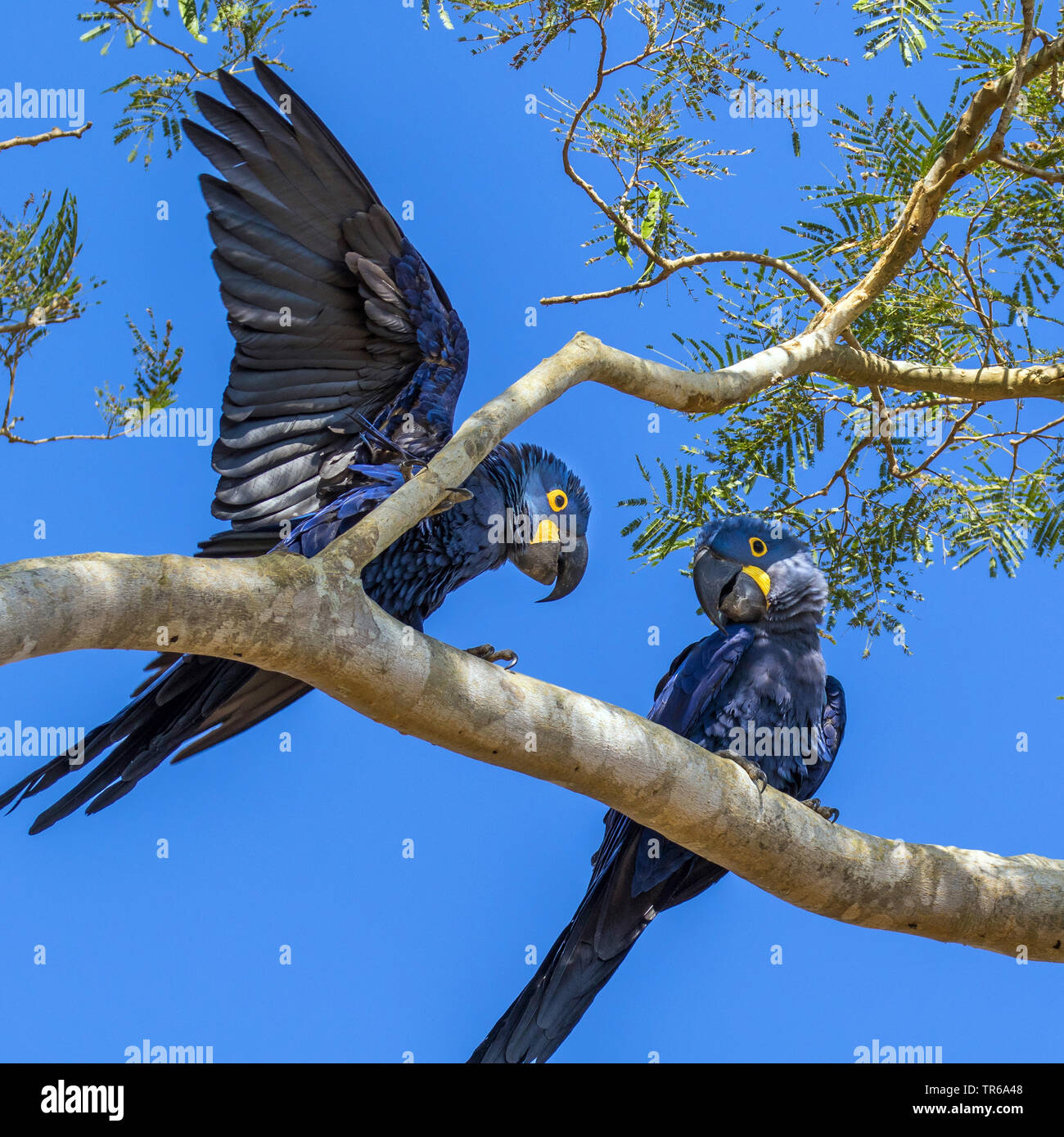 Hyacinth macaws landing hi-res stock photography and images - Alamy