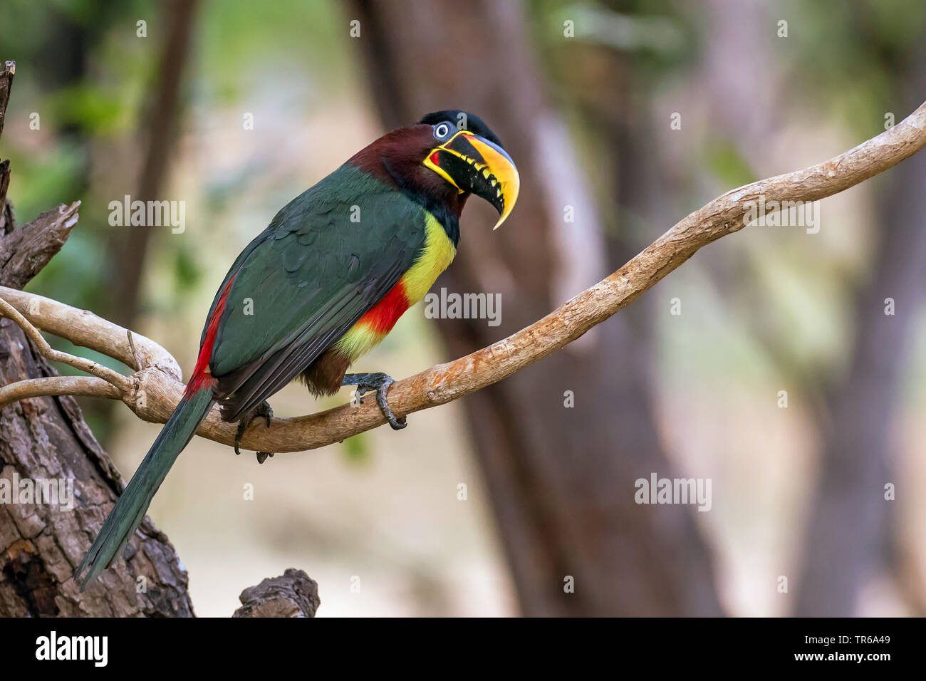 chestnut-eared aracari (Pteroglossus castanotis), sitting on a branch ...