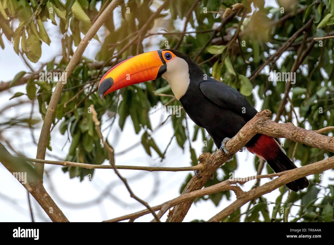 Toco toucan, Toucan, Common Toucan (Ramphastos toco), sitting on a tree ...