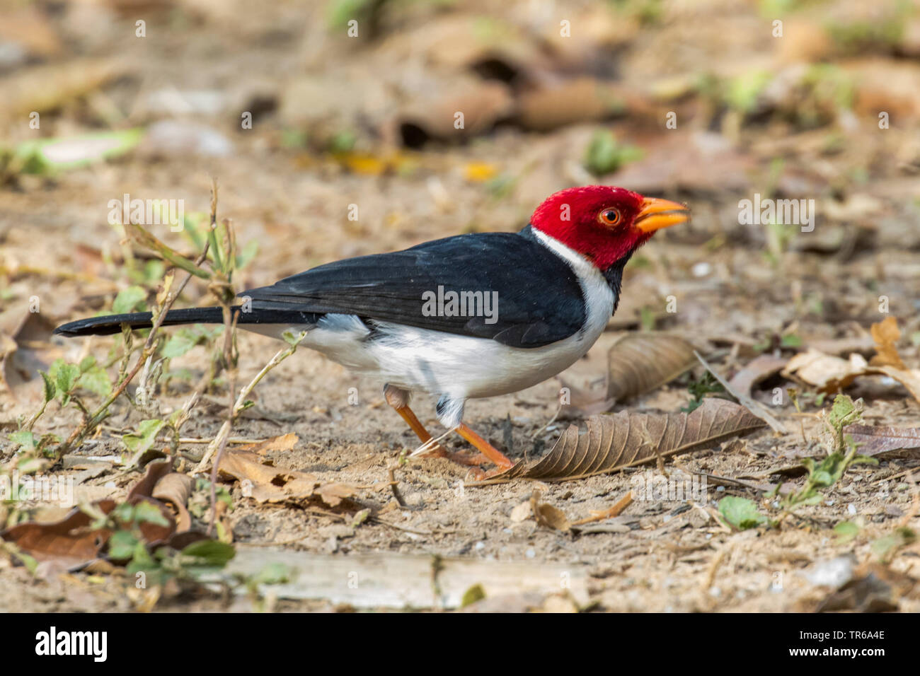 Yellow billed cardinals paroaria capitata hi-res stock photography and ...