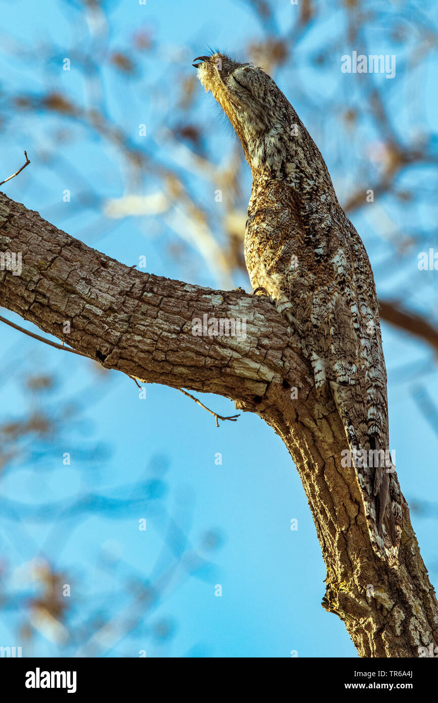 Great potoo sleeping on tree hi-res stock photography and images - Alamy