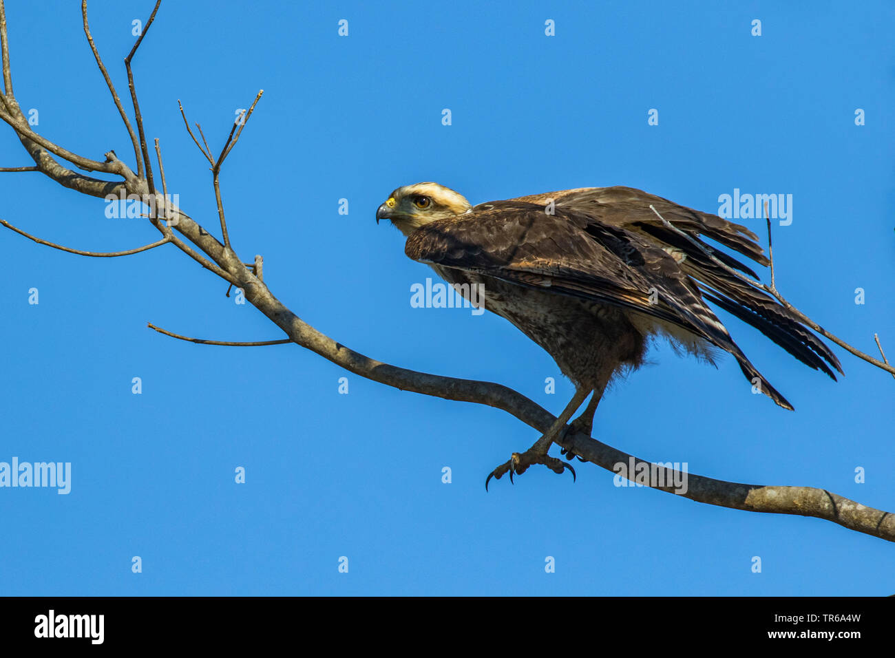 black-collared hawk (Busarellus nigricollis), sitting on a branch ...