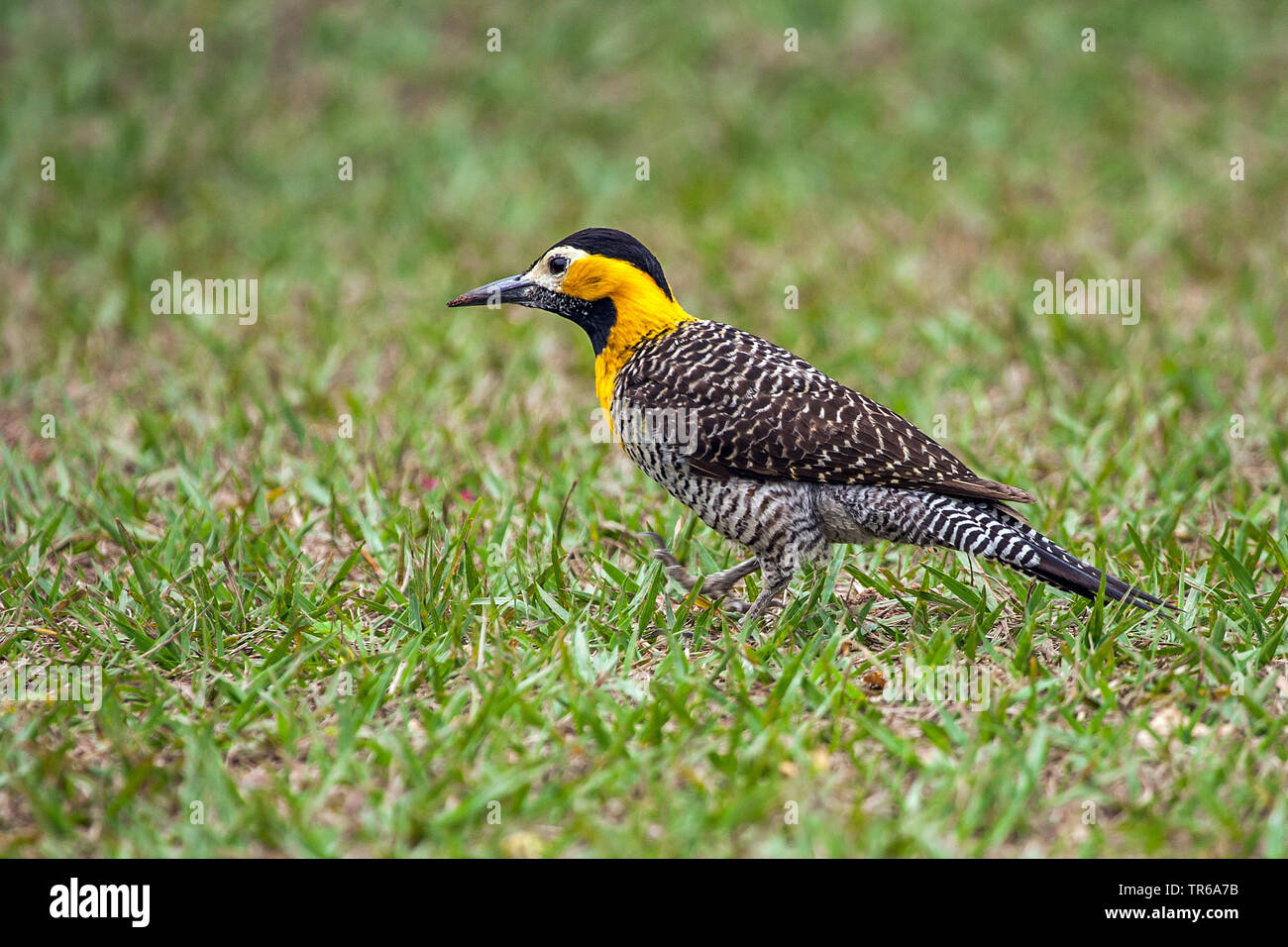 campo flicker (Colaptes campestris), male sitting on a meadow, Brazil ...