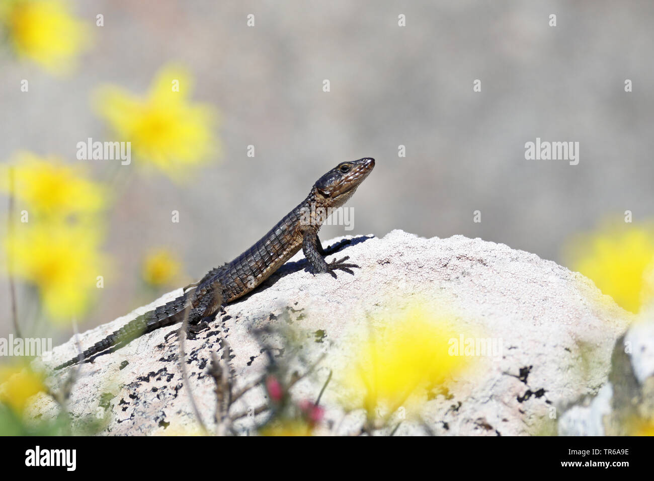 Karoo girdled lizard (Cordylus polyzonus, Karusasaurus polyzonus ...