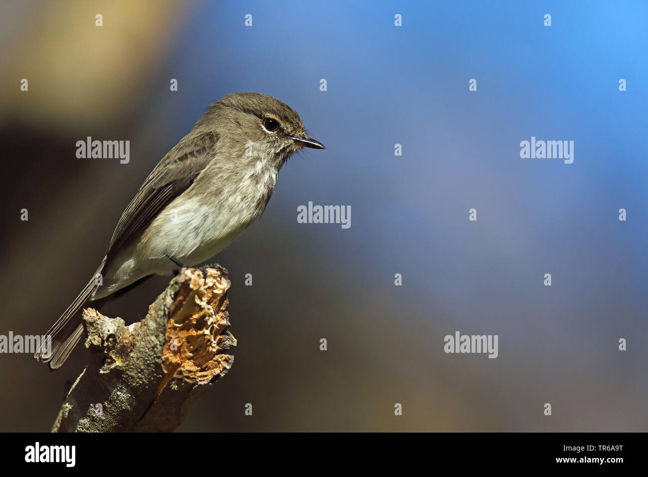 African dusky alseonax hi-res stock photography and images - Alamy