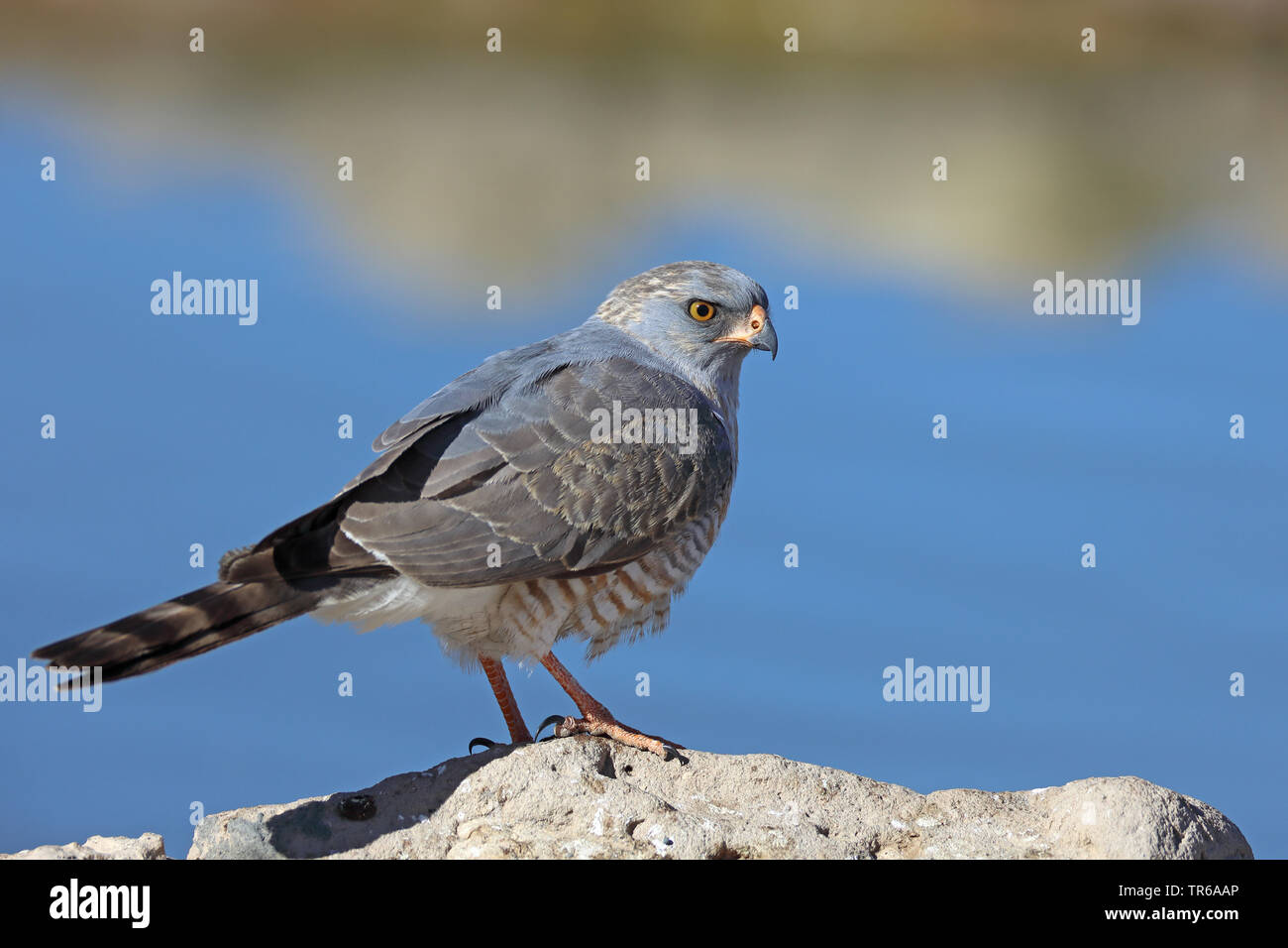 Gabar goshawk (Micronisus gabar), in juvenile plumage, sitting by the ...