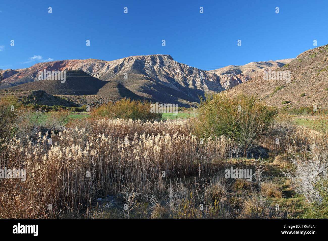 wetlands in a high valley of the Swartberg mountains, South Africa ...