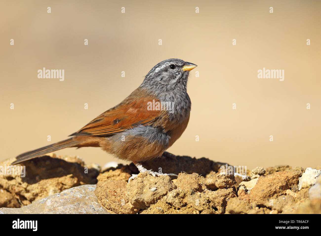 house bunting (Emberiza striolata), male sitting on a wall, Morocco ...
