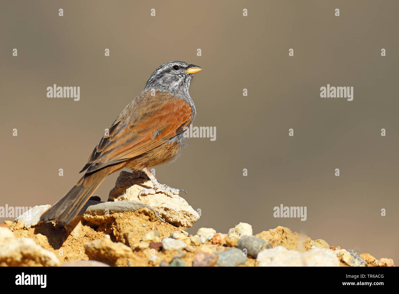 house bunting (Emberiza striolata), male sitting on a wall, Morocco ...