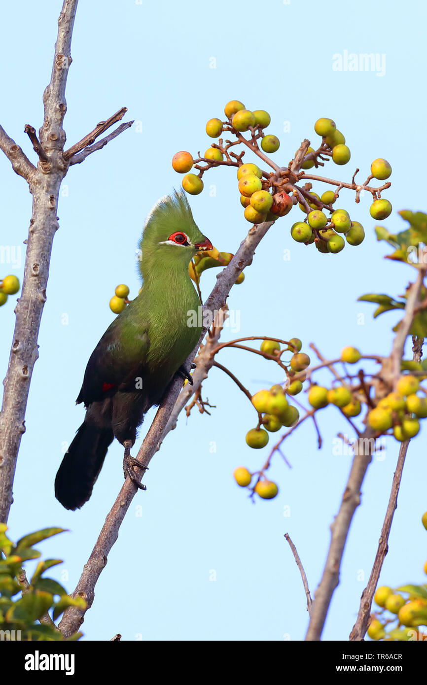 Knysna turaco, Knysna lourie (Tauraco corythaix), sitting on a tree ...
