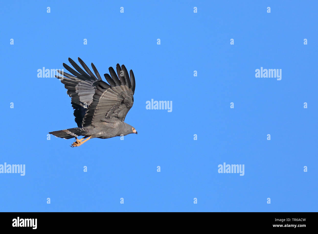 African harrier hawk (Polyboroides typus), flying, South Africa ...