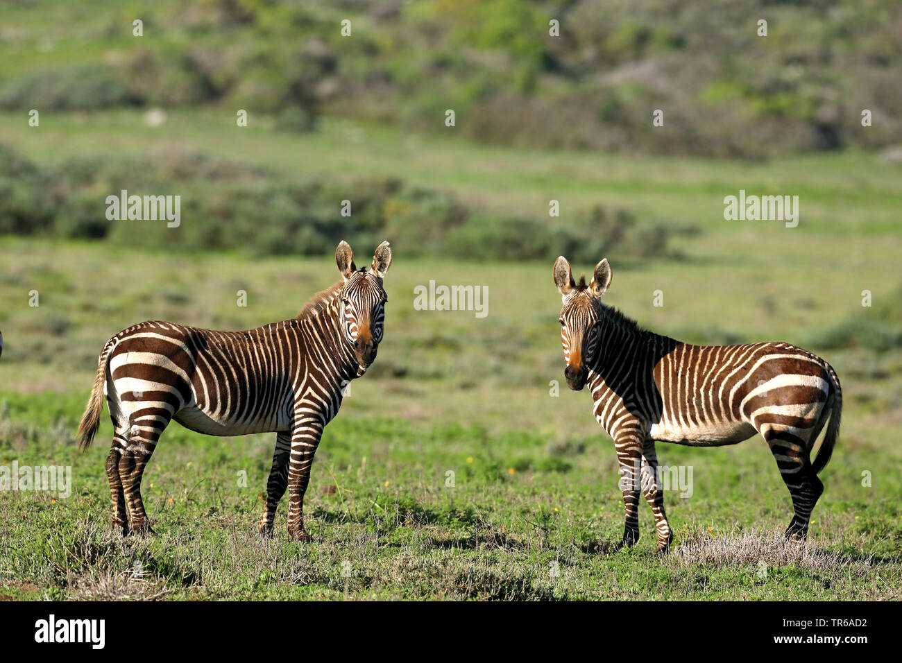Cape Mountain Zebra, Mountain Zebra (Equus zebra zebra), two mountain ...