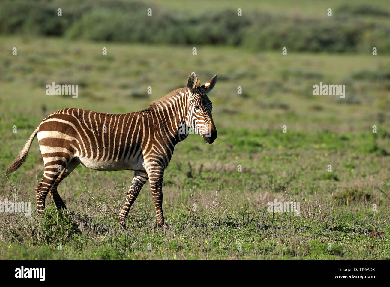 Cape Mountain Zebra, Mountain Zebra (Equus zebra zebra), walking on ...