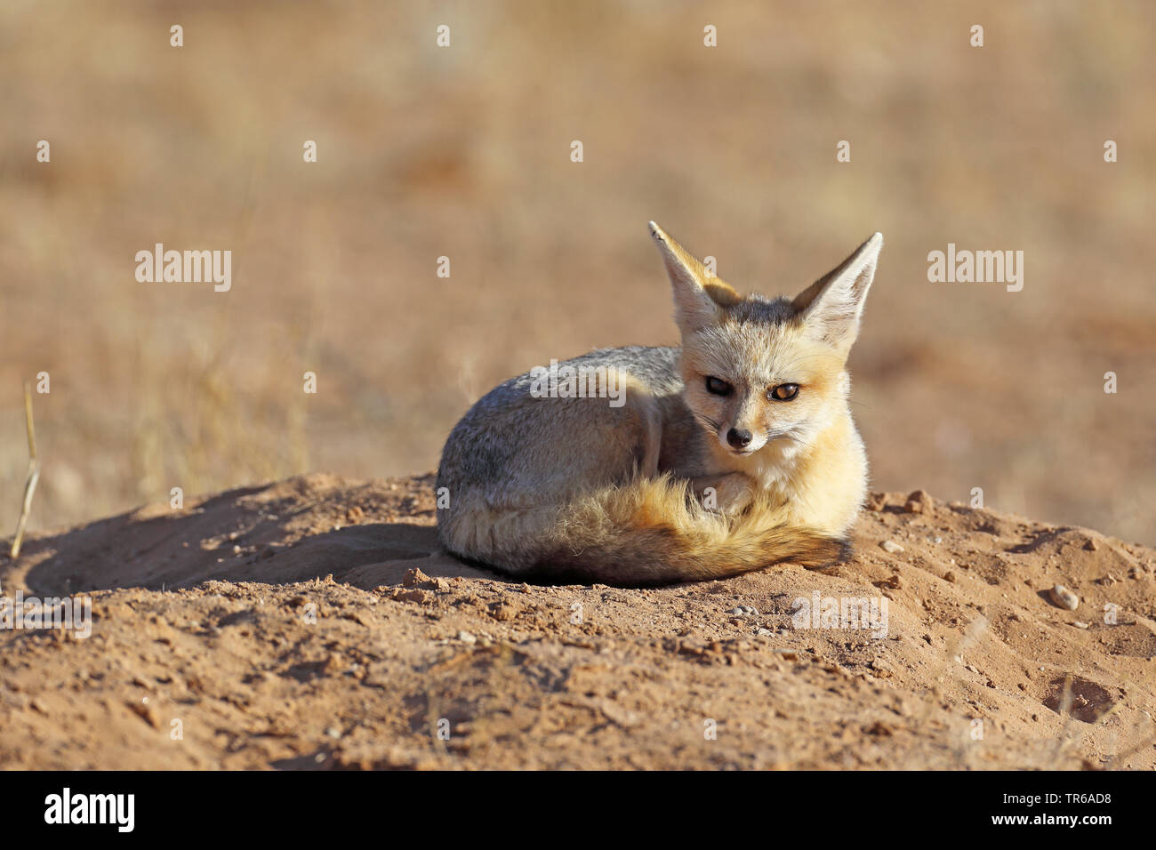 Cape fox (Vulpes chama), lying at the den, South Africa, Kgalagadi ...