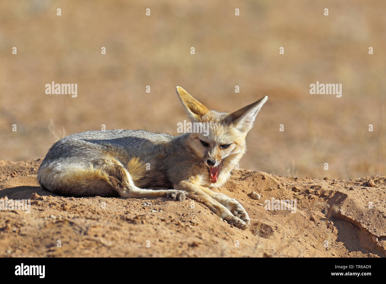 Cape fox (Vulpes chama), lying at the den yawnig, South Africa ...