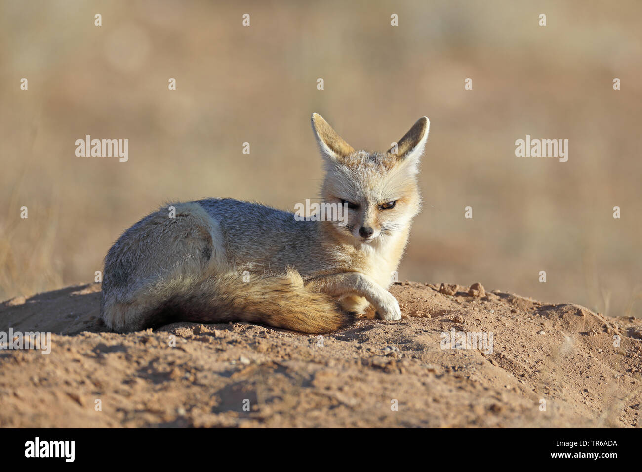 Cape fox (Vulpes chama), lying at the den, South Africa, Kgalagadi ...