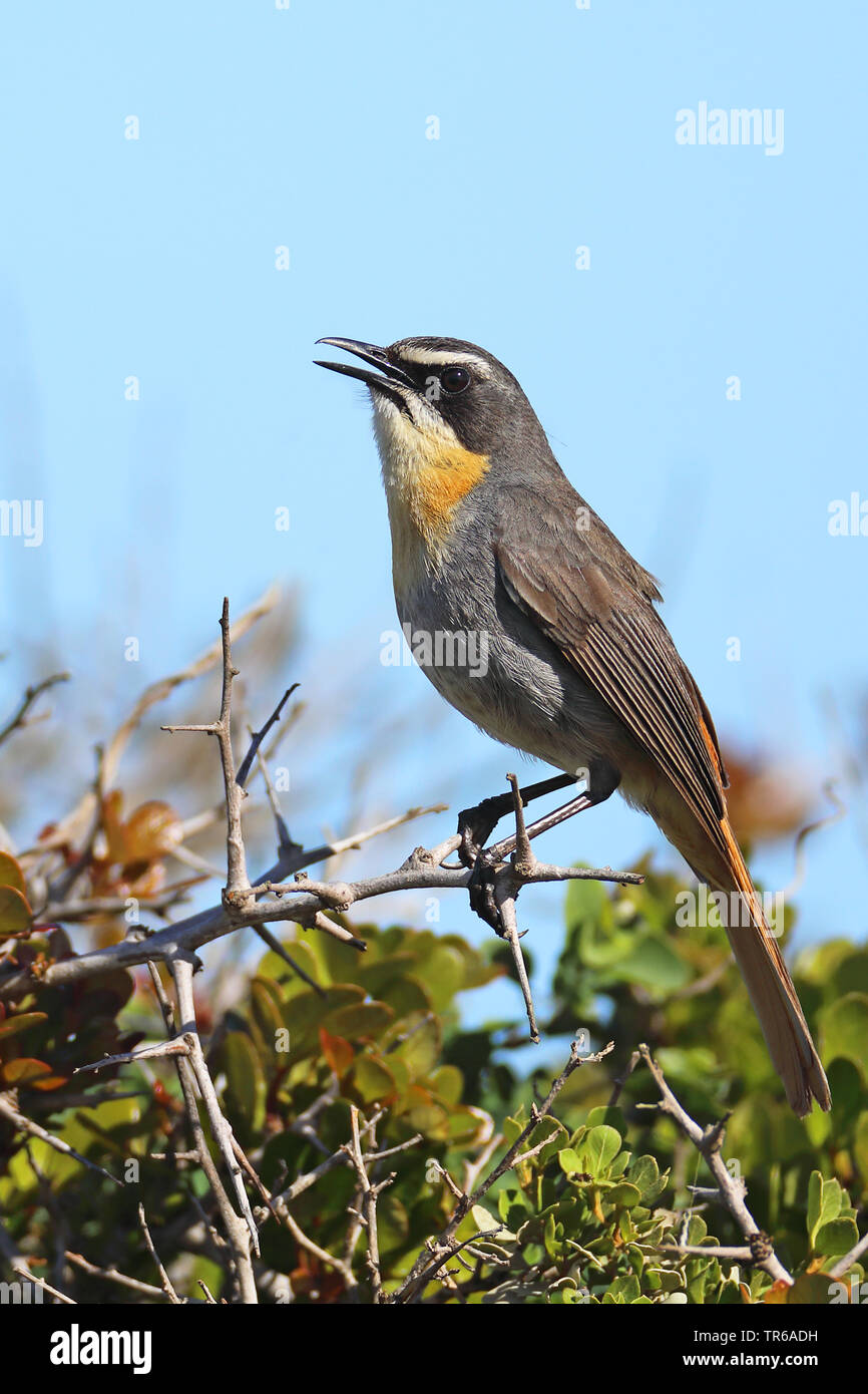 Cape robin chat (Cossypha caffra), singing on a bush, side view, South ...