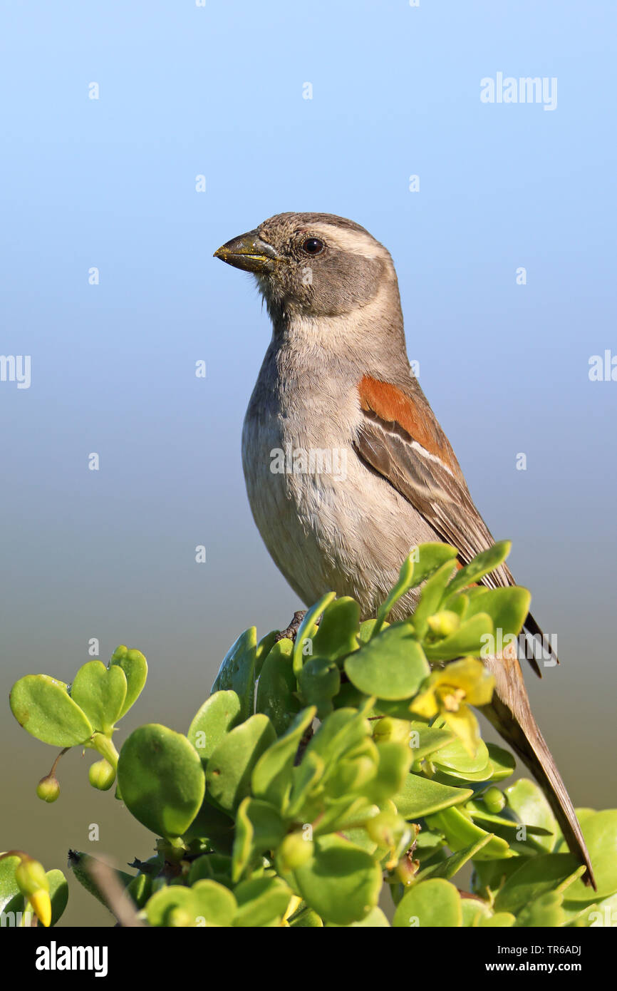 Cape sparrow (Passer melanurus), female sitting on a bush, side view ...