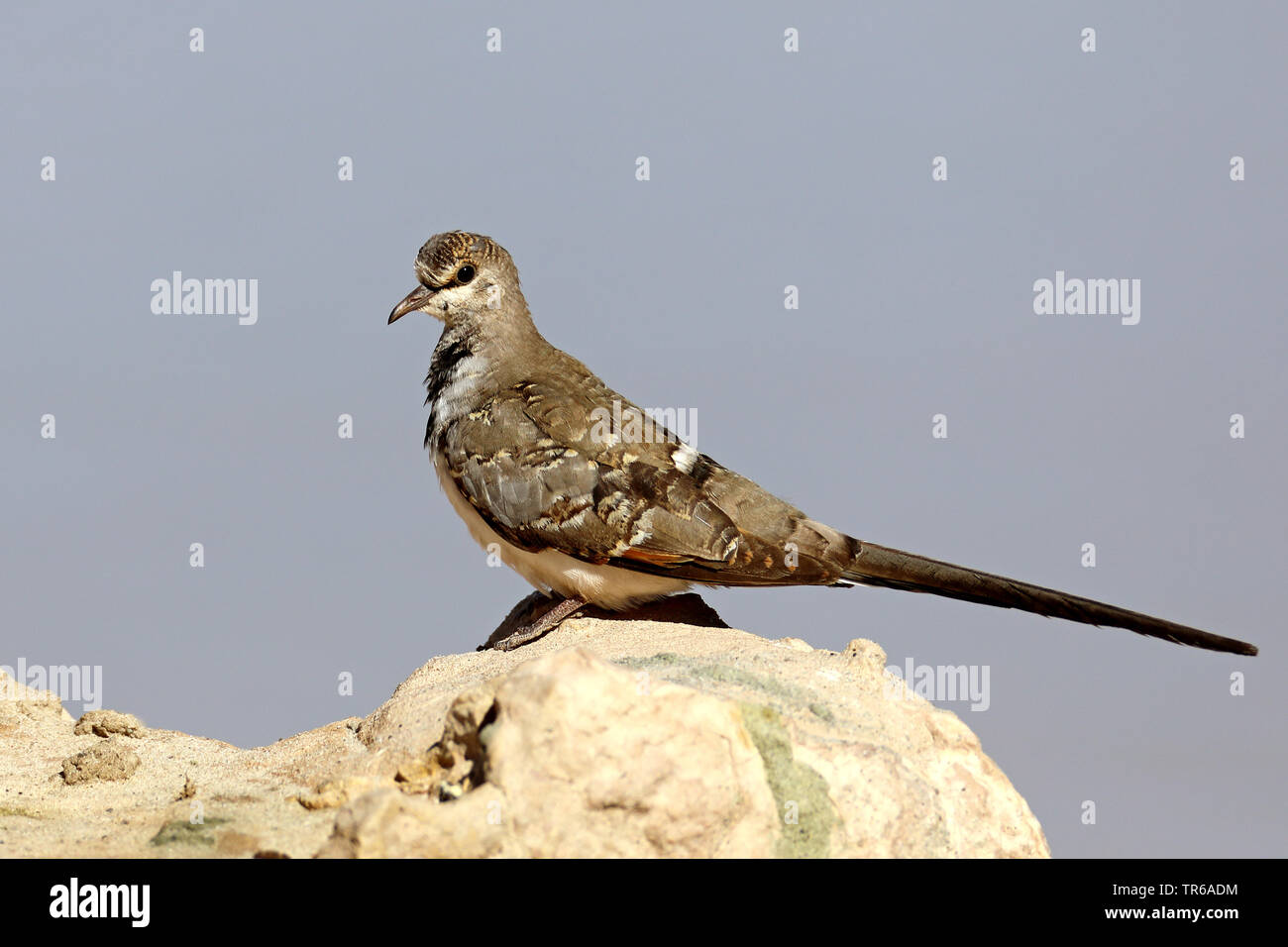 namaqua dove (Oena capensis), male sitting on a rock, Kgalagadi ...