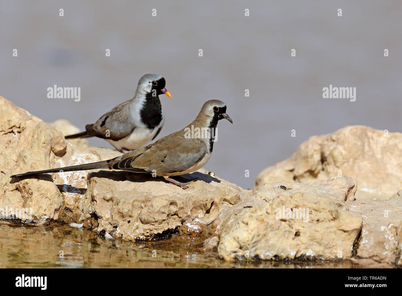 namaqua dove (Oena capensis), males by the waterside, South Africa ...