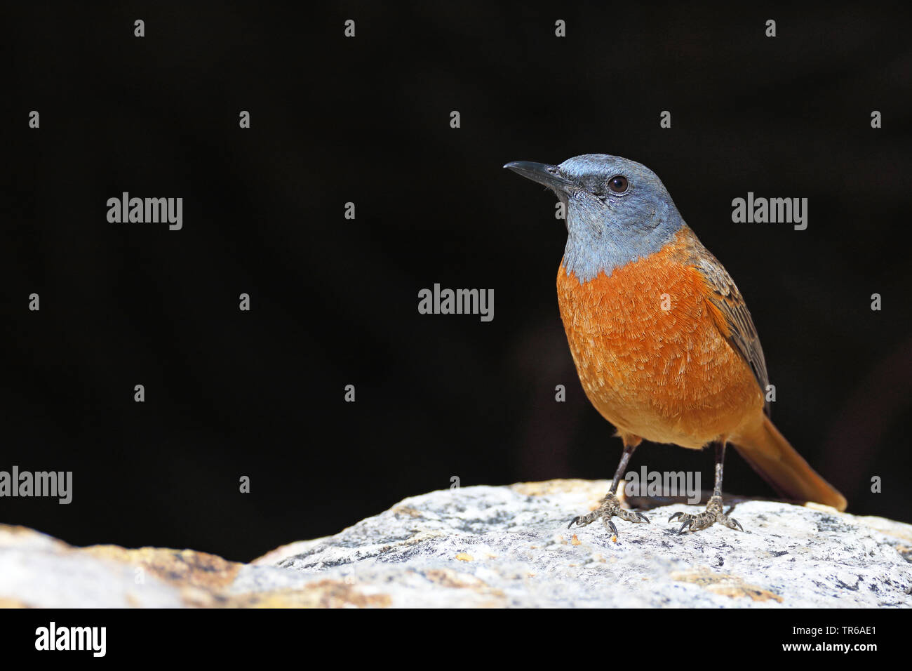 Monticola rupestris hi-res stock photography and images - Alamy