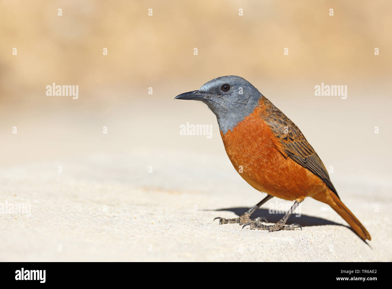 Cape rock thrush (Monticola rupestris), male on a rock, South Africa, Klaarstrom Stock Photo - Alamy