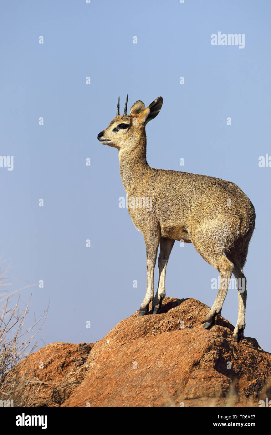 klipspringer (Oreotragus oreotragus), male standing on a rock, side ...