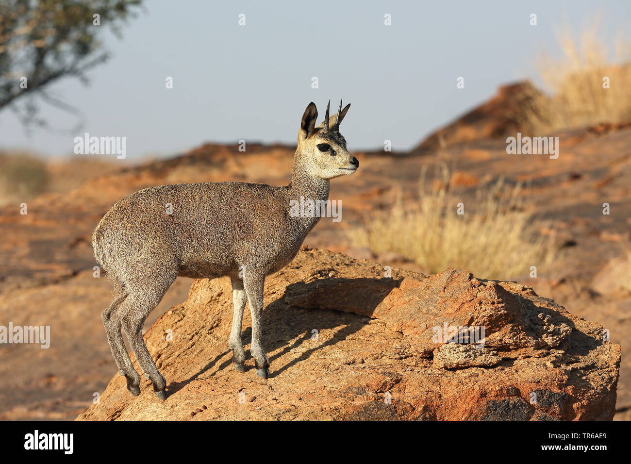 African Klipspringer