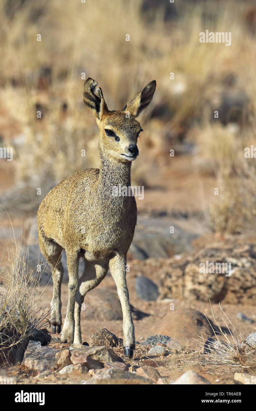 African Klipspringer