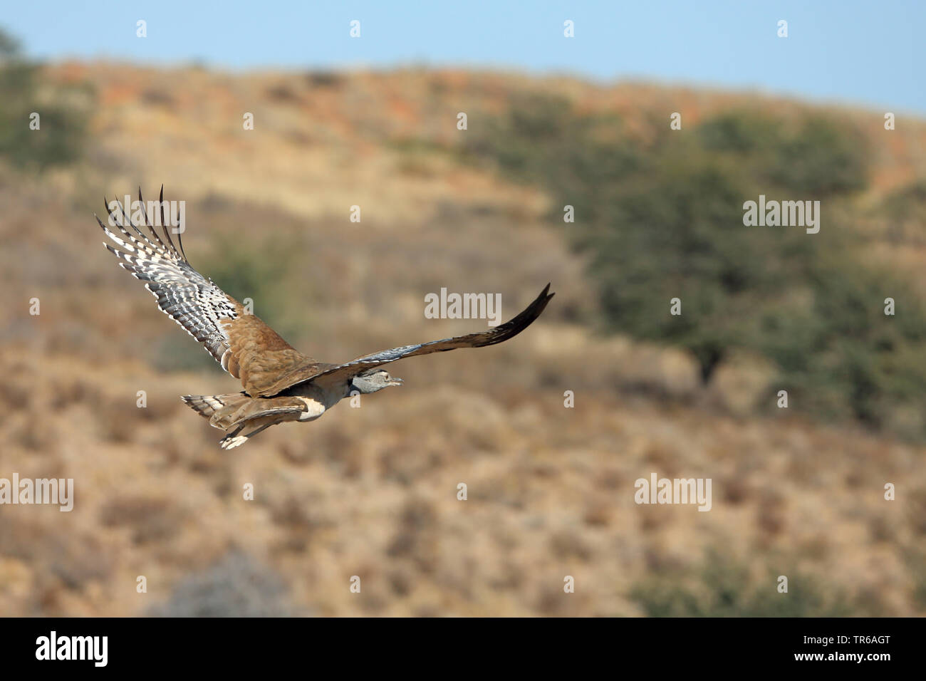 African bustards hi-res stock photography and images - Alamy
