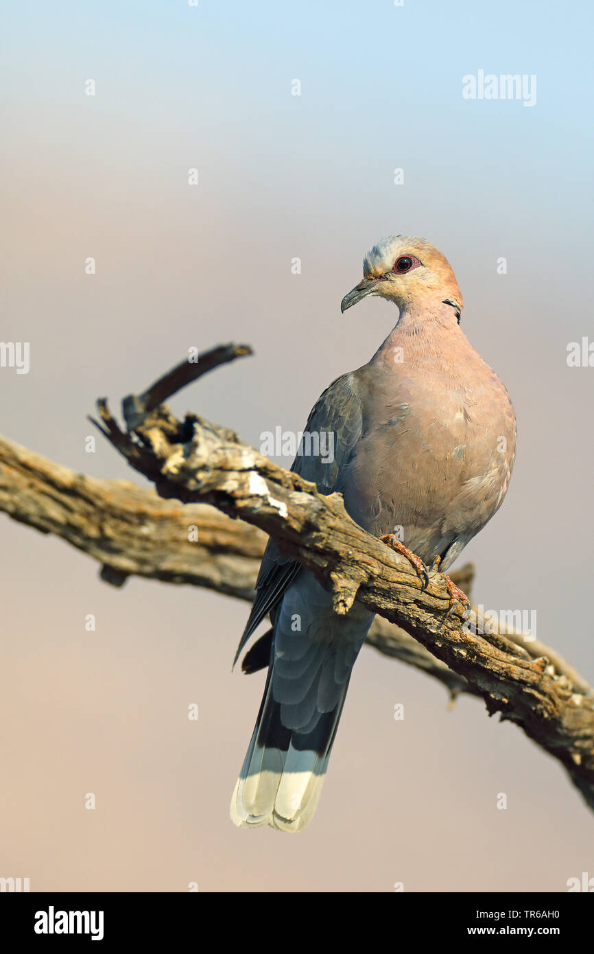 red-eyed dove (Streptopelia semitorquata), sitting on a dead tree ...