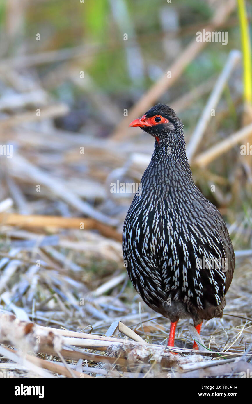 red-necked spurfowl (Francolinus afer), in the reed, South Africa ...