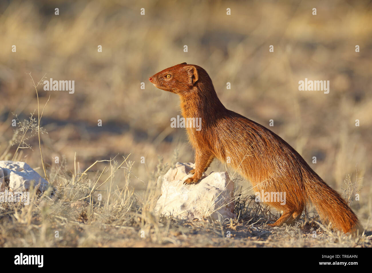 African lookout mongoose hi-res stock photography and images - Alamy