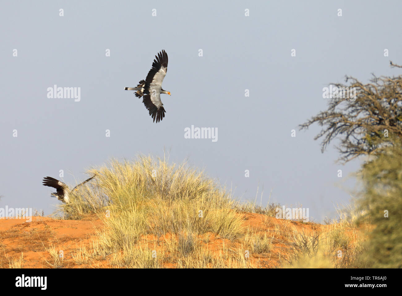 Secretary bird flying hi-res stock photography and images - Alamy
