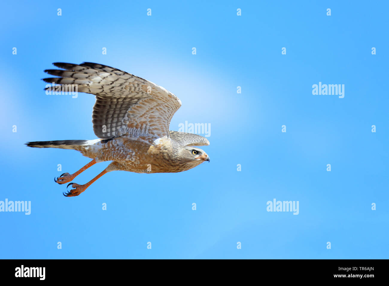 African goshawk hi-res stock photography and images - Alamy