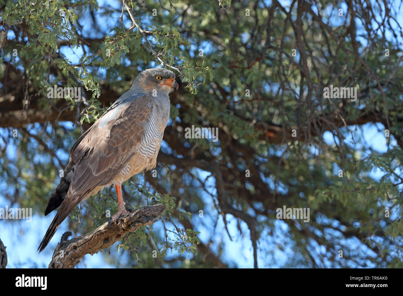Acacia tree bird hi-res stock photography and images - Alamy