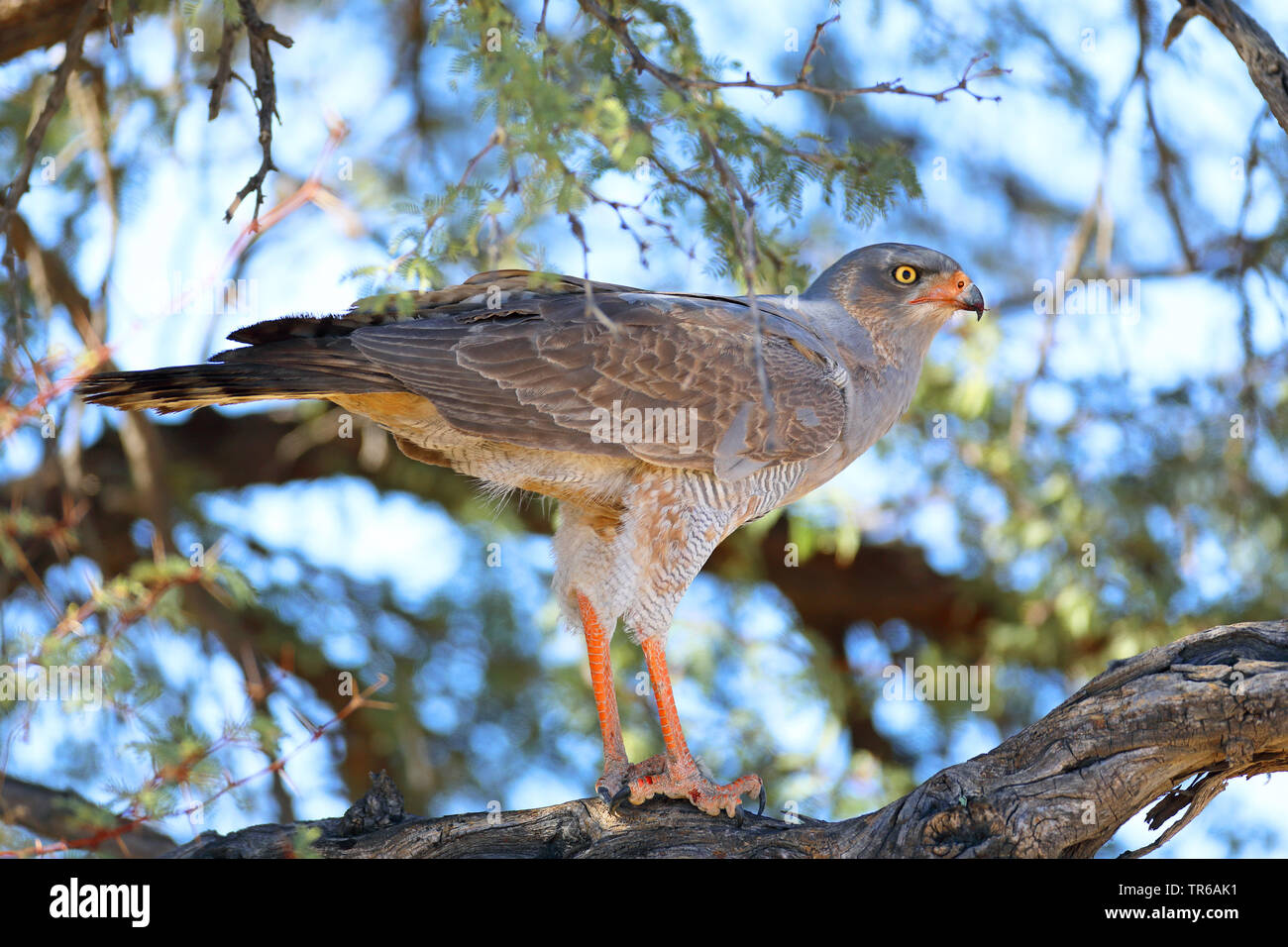 Goshawks of south africa hi-res stock photography and images - Alamy