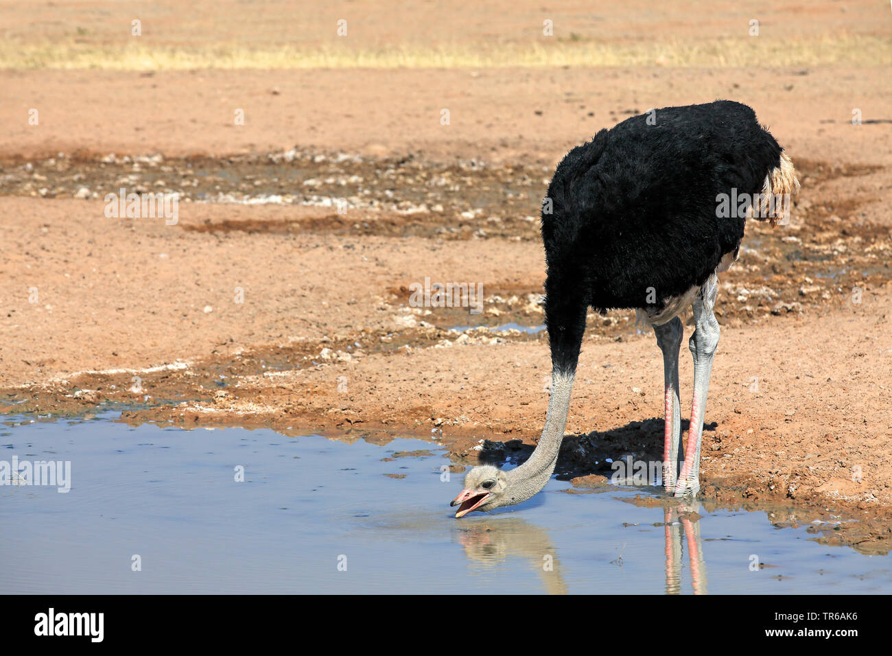 Ostrich water hi-res stock photography and images - Alamy