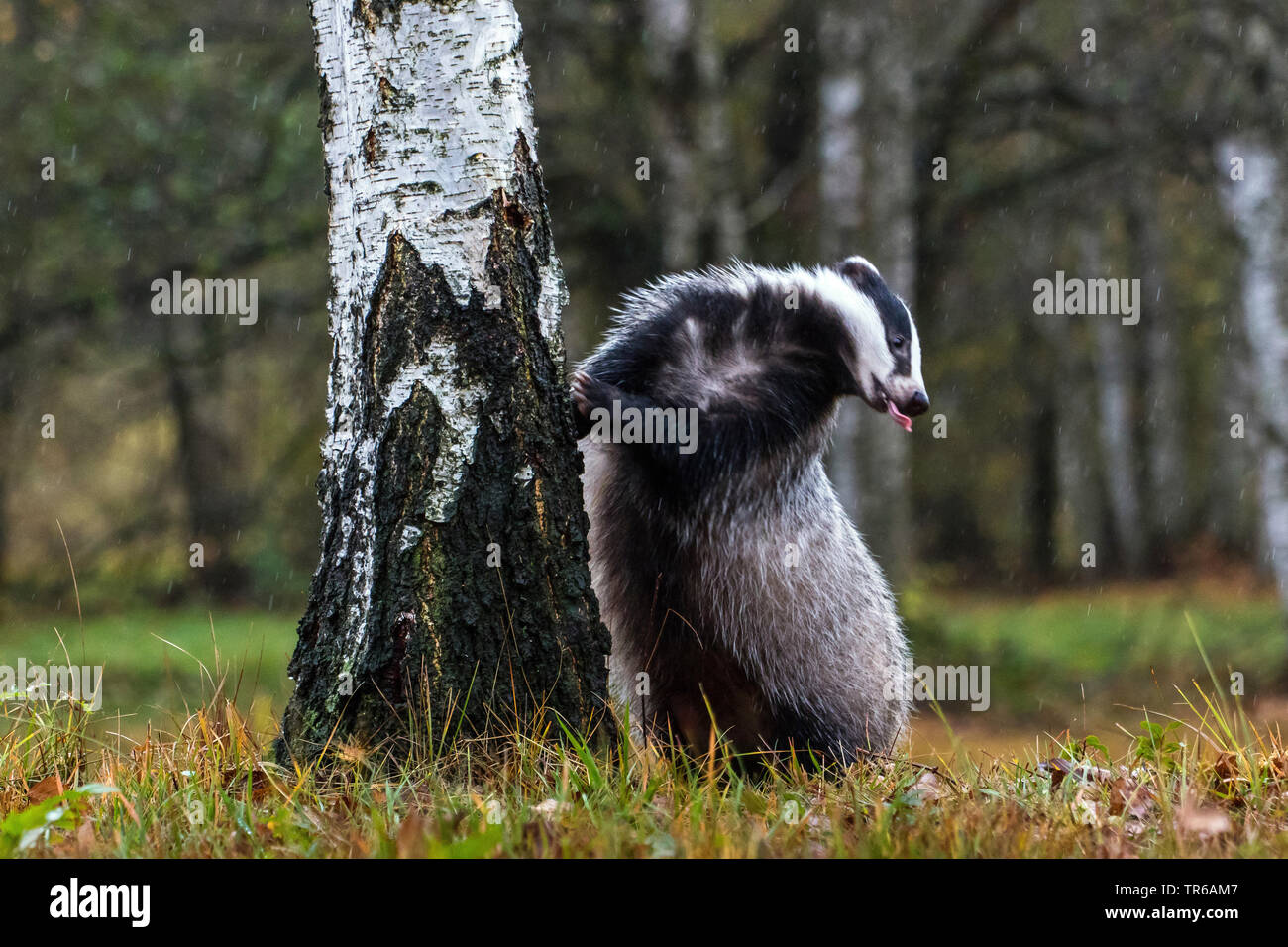 Old World badger, Eurasian badger (Meles meles), standing at birch ...