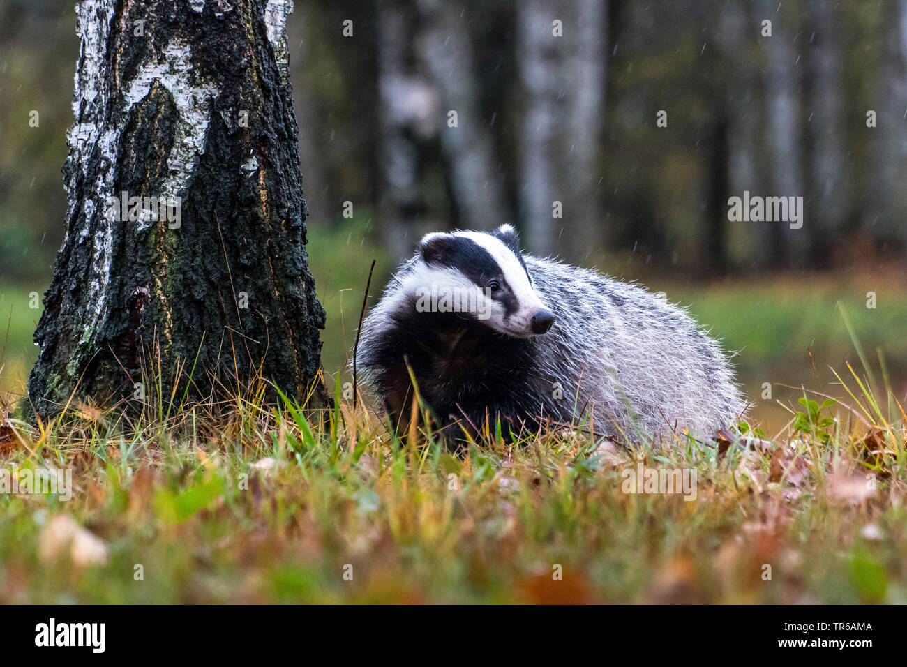 Old World badger, Eurasian badger (Meles meles), standing beside a tree ...