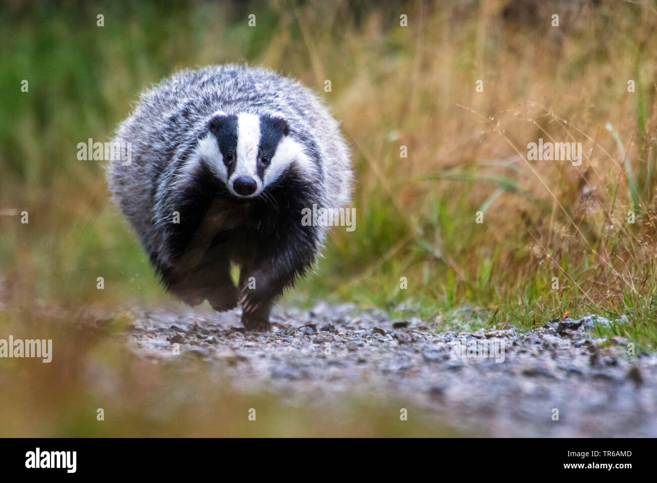 Badger meles meles on a forest path hi-res stock photography and images ...